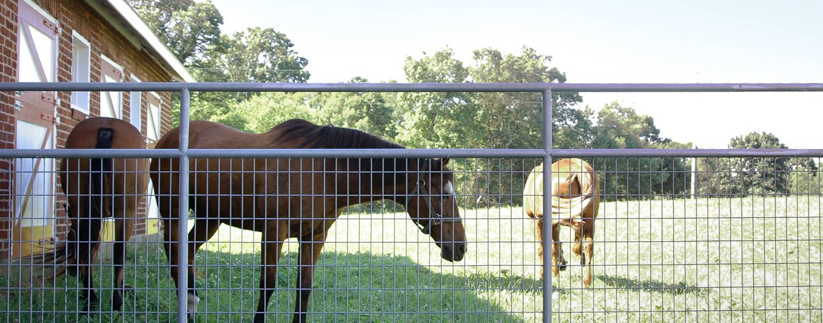 Wire Gates | Affordable Farm Fence Gates
